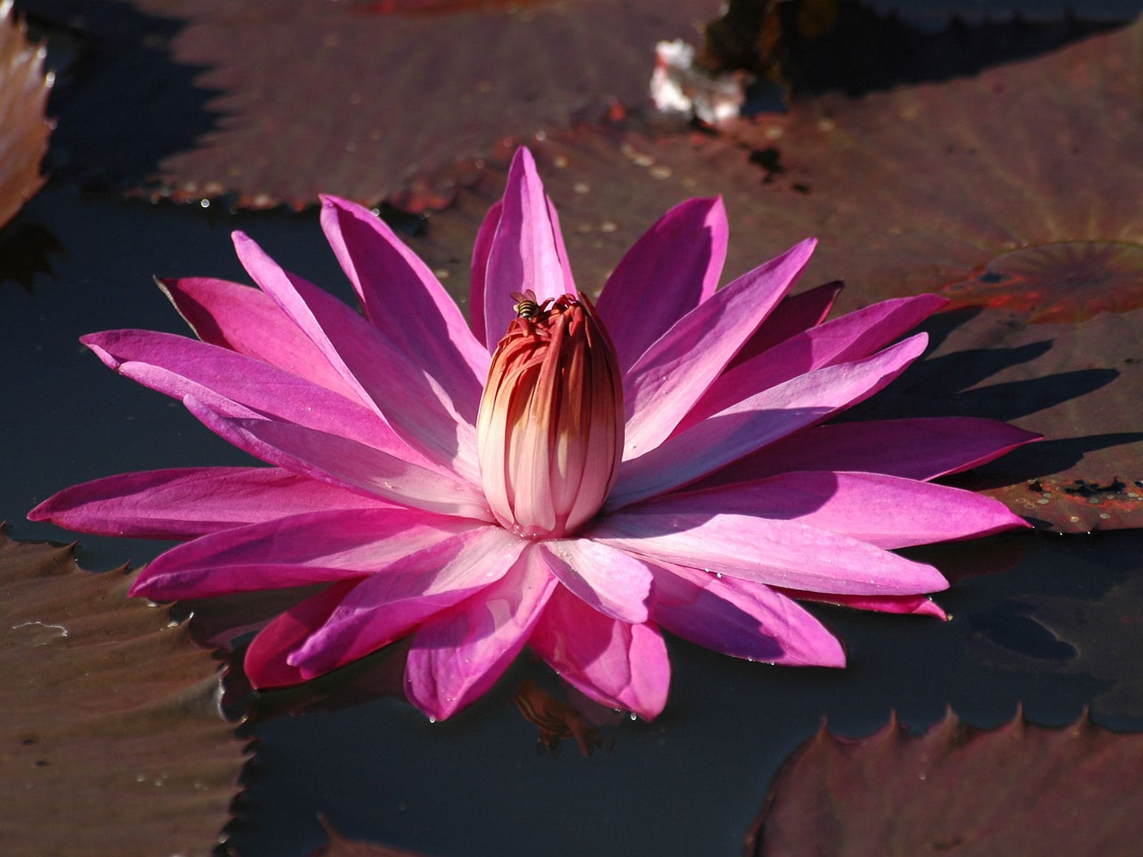 Java en Bali Klassiek - Rondreizen | Rama Tours